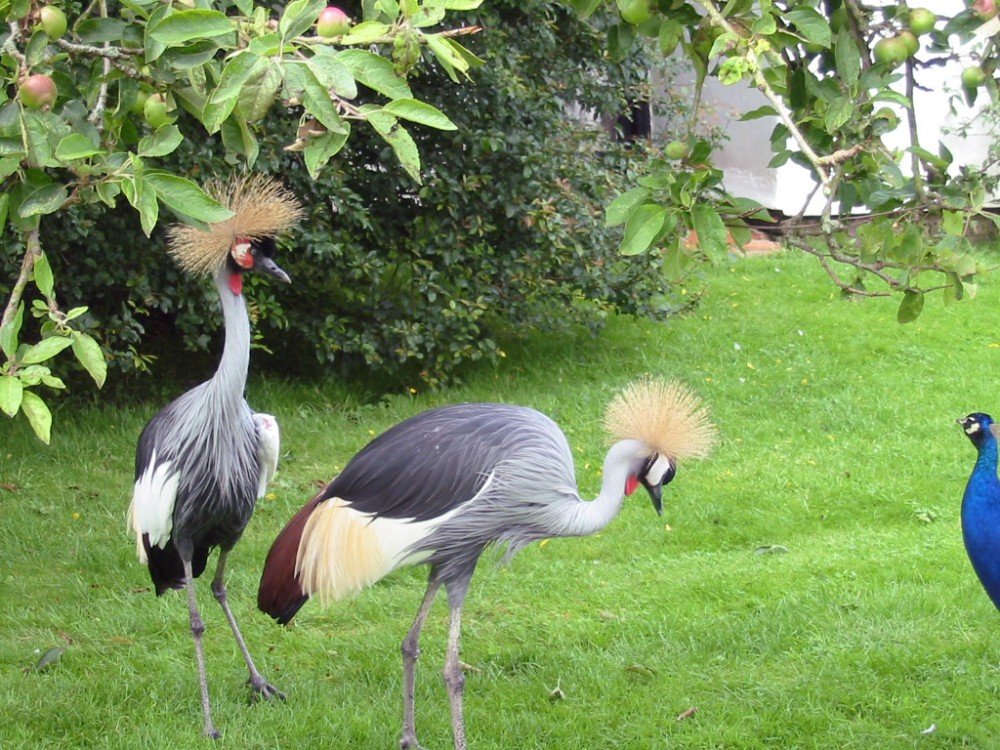 "Claythorpe Water Mill & Wildfowl Gardens, near Alford, Lincolnshire ...