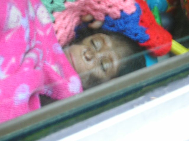 "Monkey World Ape Rescue Centre in Wareham, Dorset" by Jacqui Foster at ...