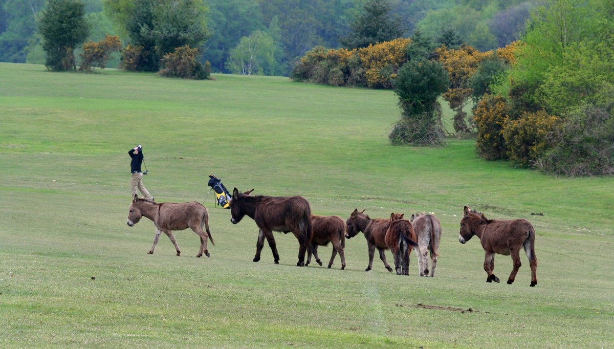 "Golfer and donkeys sharing the fairway on Lyndhurst Golf Course ...