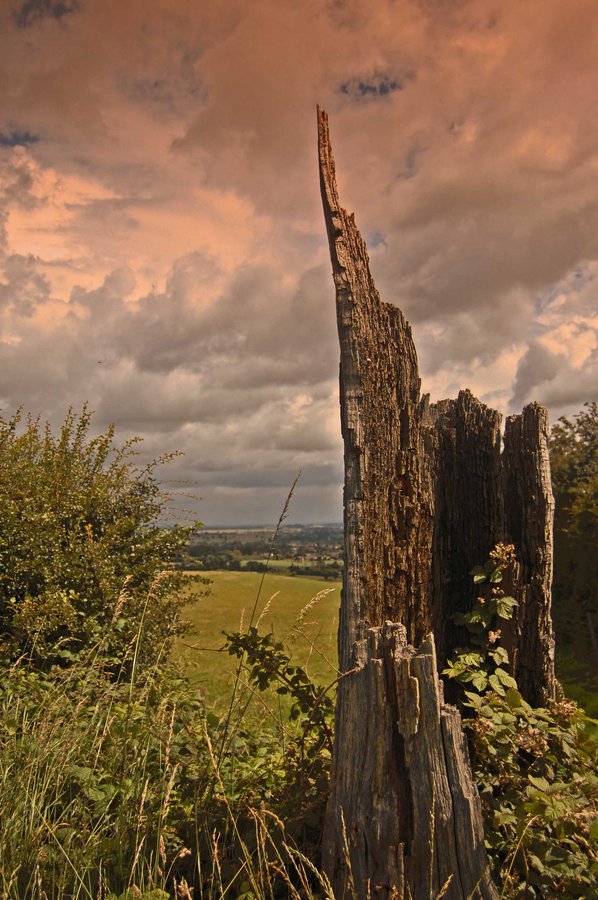 "Dead Tree. Hartshill Hayes Country Park, Warwickshire" by Jason T at ...