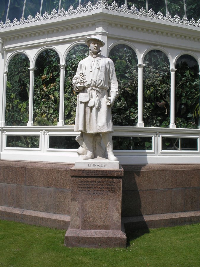 "Statue of Linnaeus" by Angela Egan at PicturesofEngland.com