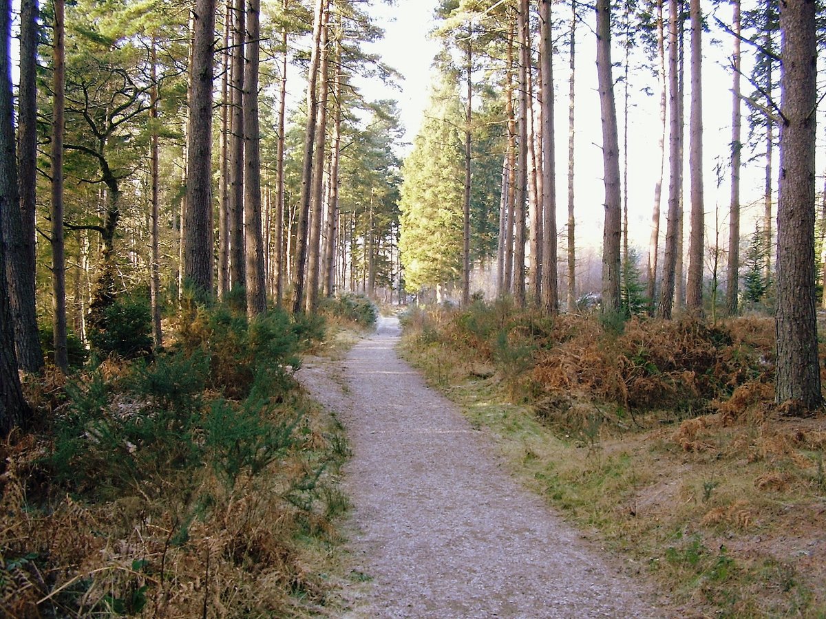 "Hamsterley forest" by Lorraine at PicturesofEngland.com