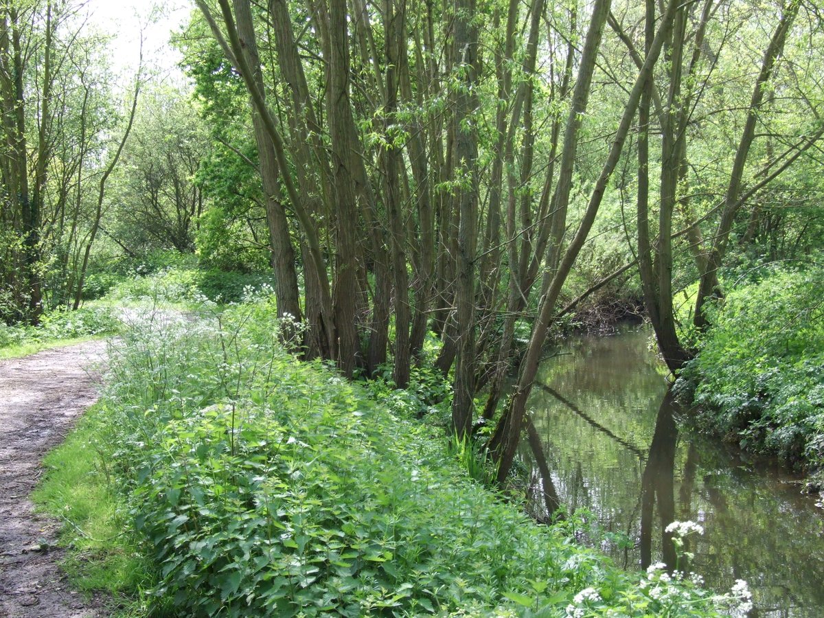 "Dinton Pastures Country Park" by Edward Lever at PicturesofEngland.com