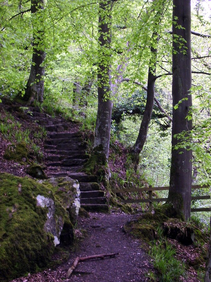 "Allen Banks, Northumberland" by Lorraine at PicturesofEngland.com