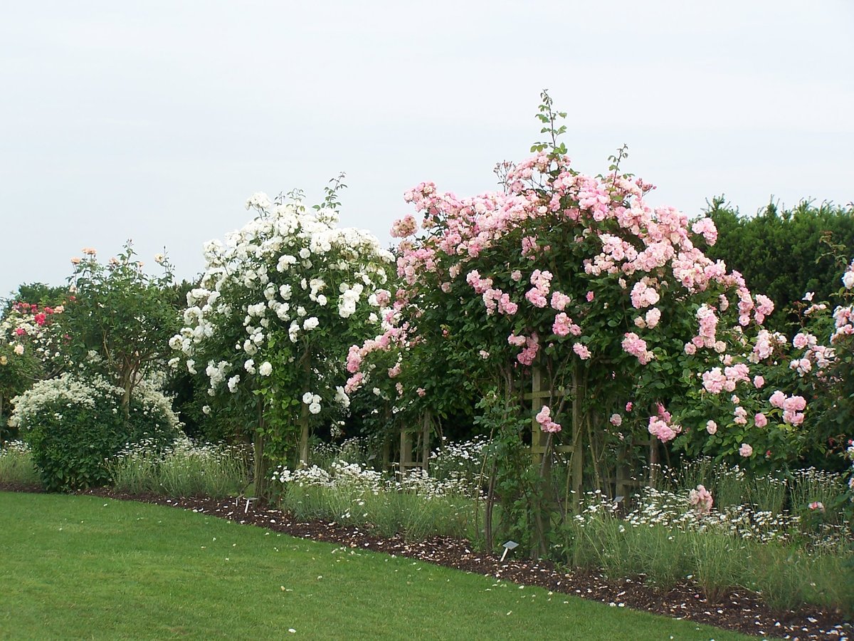 "Hyde Hall rose walk." by Hilda Whitworth at PicturesofEngland.com