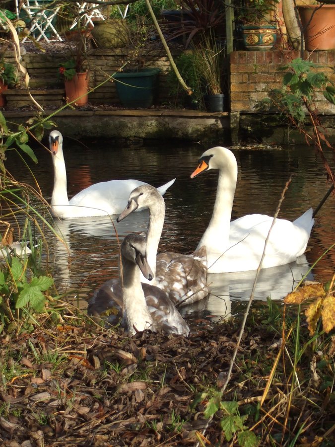 "River Chess, Autumn" by Jean Hatton at PicturesofEngland.com