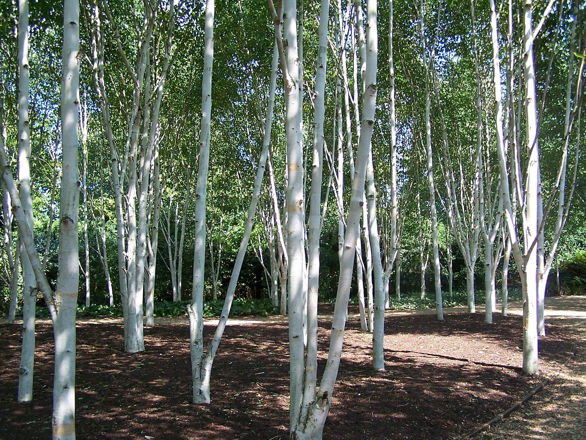 "Silver Birch trees" by Hilda Whitworth at PicturesofEngland.com