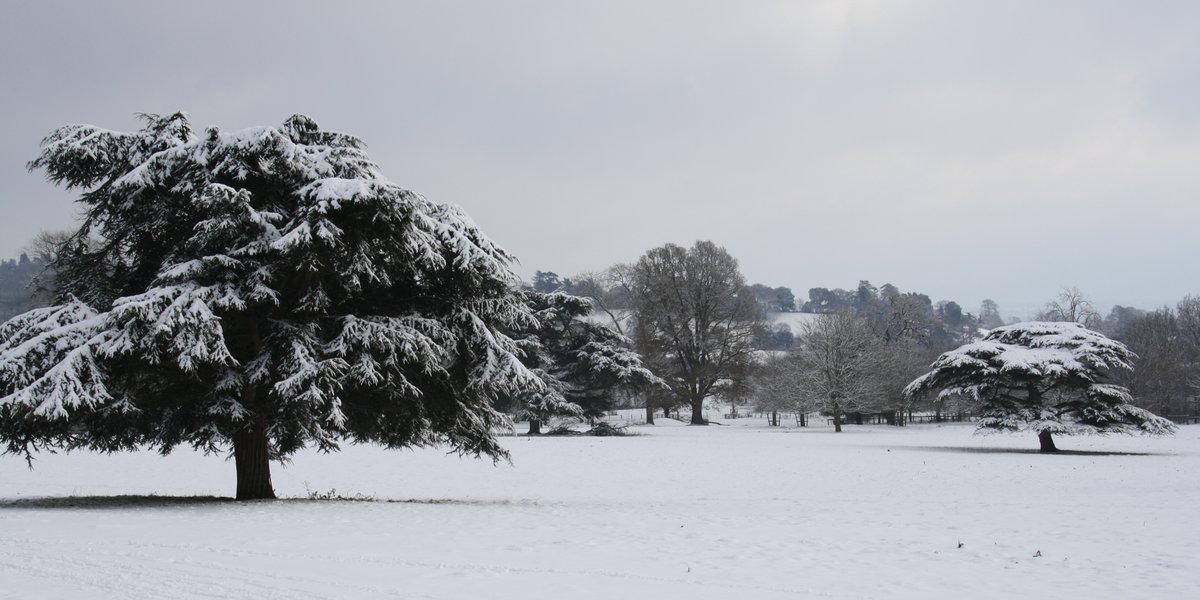 "View of the tree's at Killerton" by Sharon Conabeer at ...