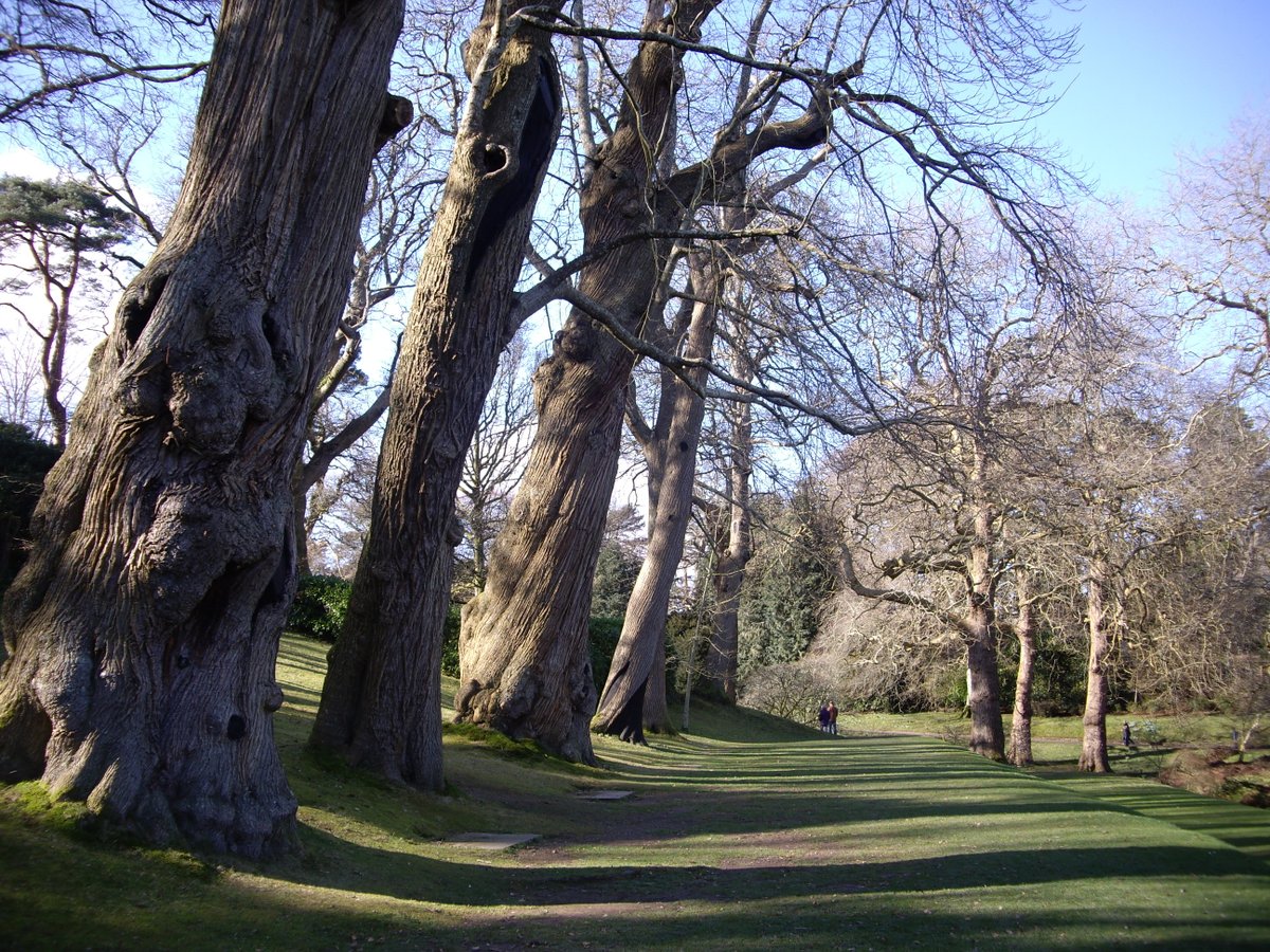 "Stately tree's" by Marjorie Pope at PicturesofEngland.com