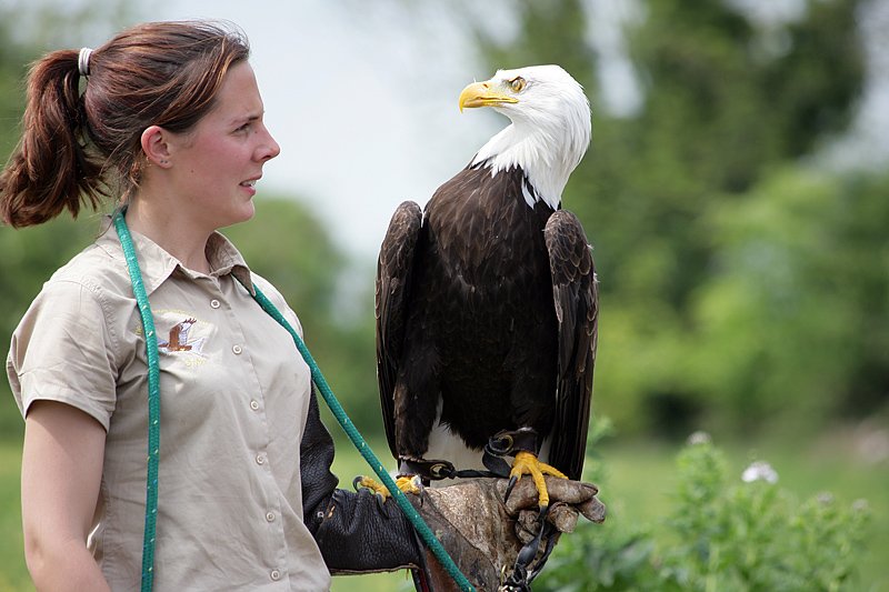 "The Hawk Conservancy, Weyhill, Hampshire" by Paul Hilton at ...