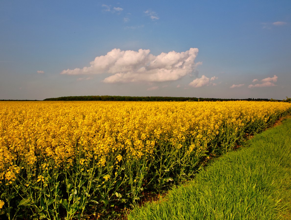"Rape crop" by Sally Birch at PicturesofEngland.com