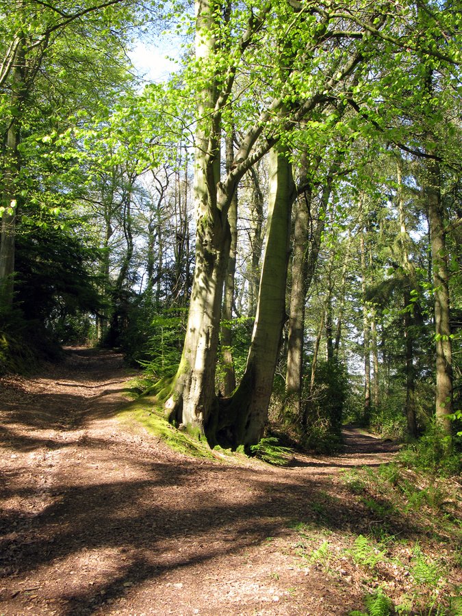 "Dunster Woods" by Ted at PicturesofEngland.com