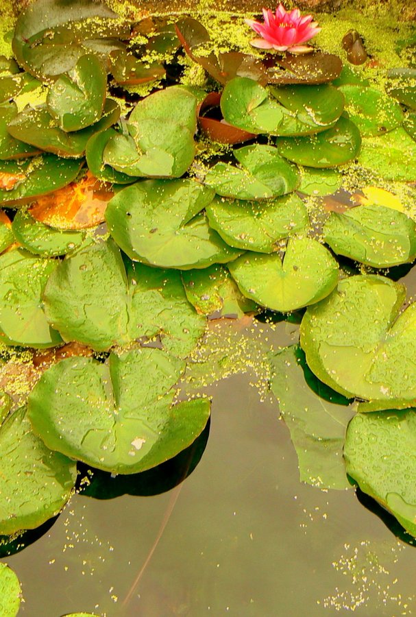 "The Lilly Pond!" by Christine Cooney at PicturesofEngland.com