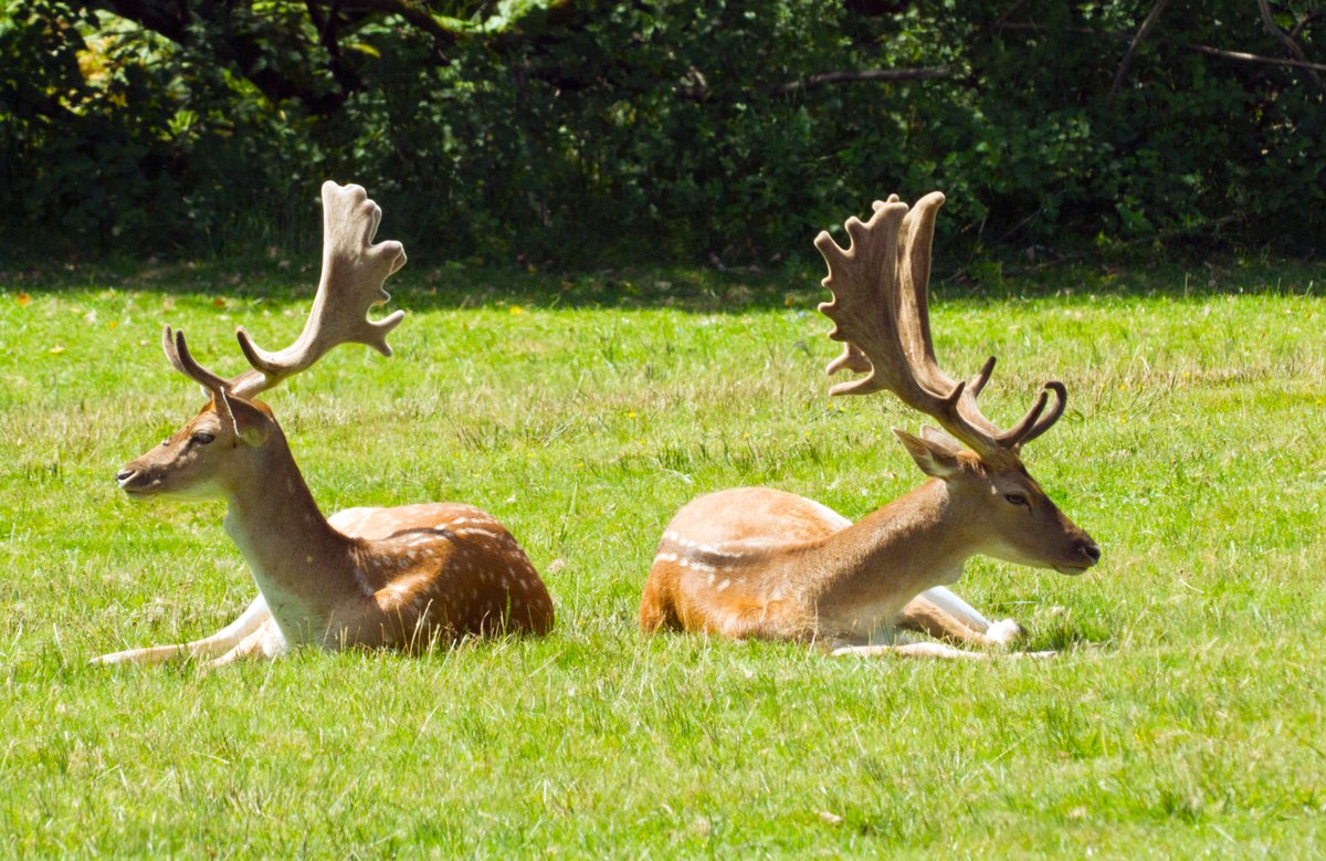 "Two stags" by Richard Buckley at PicturesofEngland.com