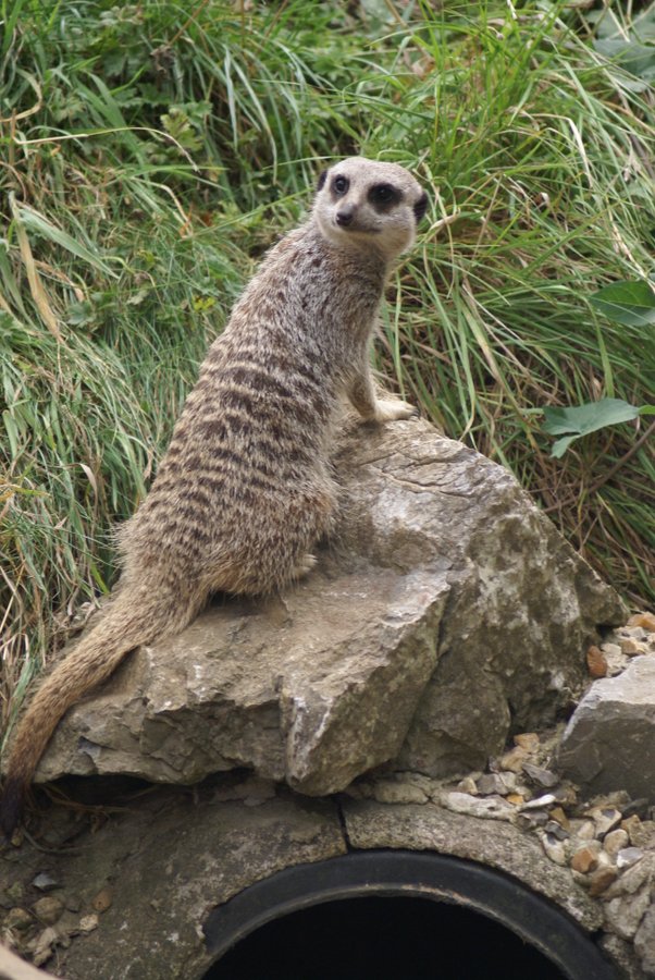 "Little fellow" by Alan Dixon at PicturesofEngland.com