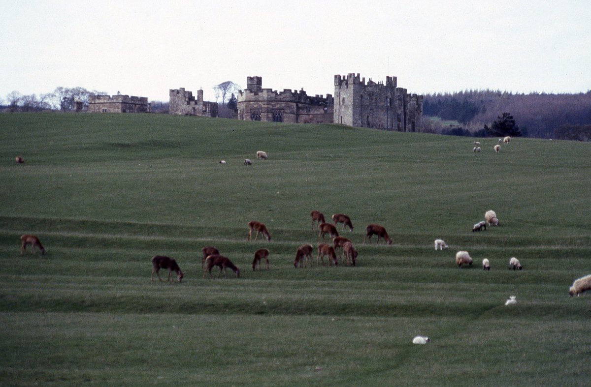 "Raby Castle - the deer park" by P. G. Wright at PicturesofEngland.com