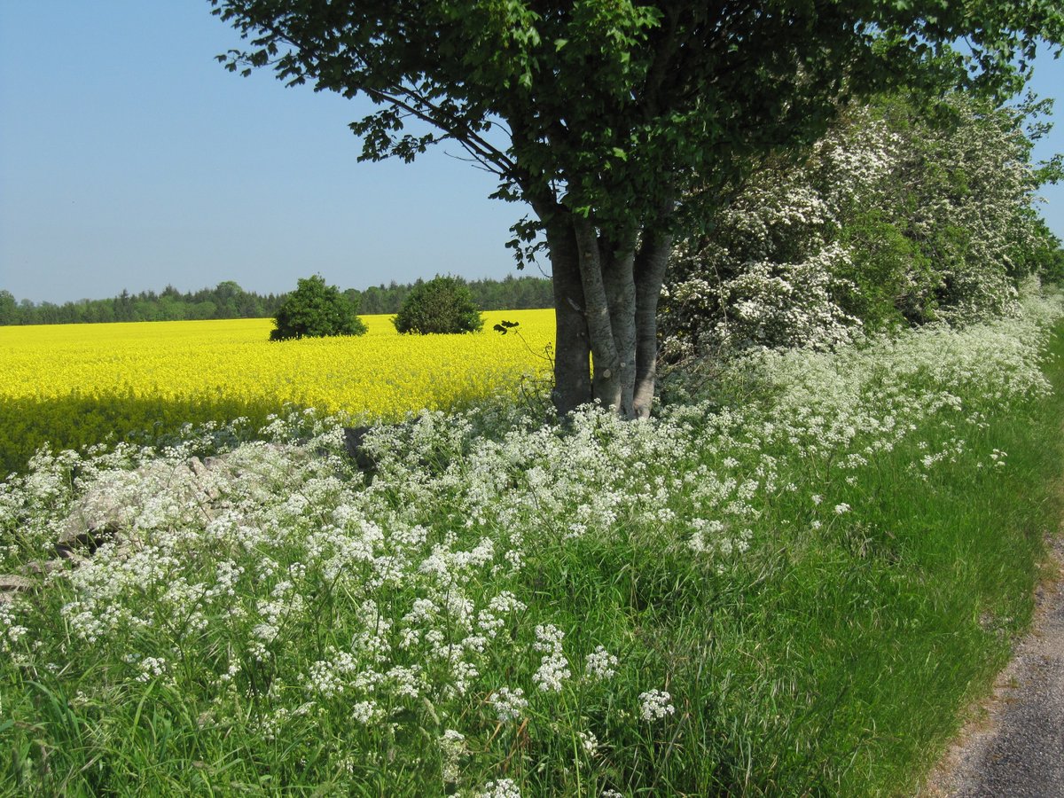 "Rape seed field between Bibury and Bourton on the Water" by Ken ...