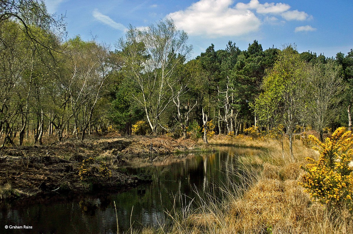 "Arne RSPB Reserve, Dorset" by Graham Rains at PicturesofEngland.com