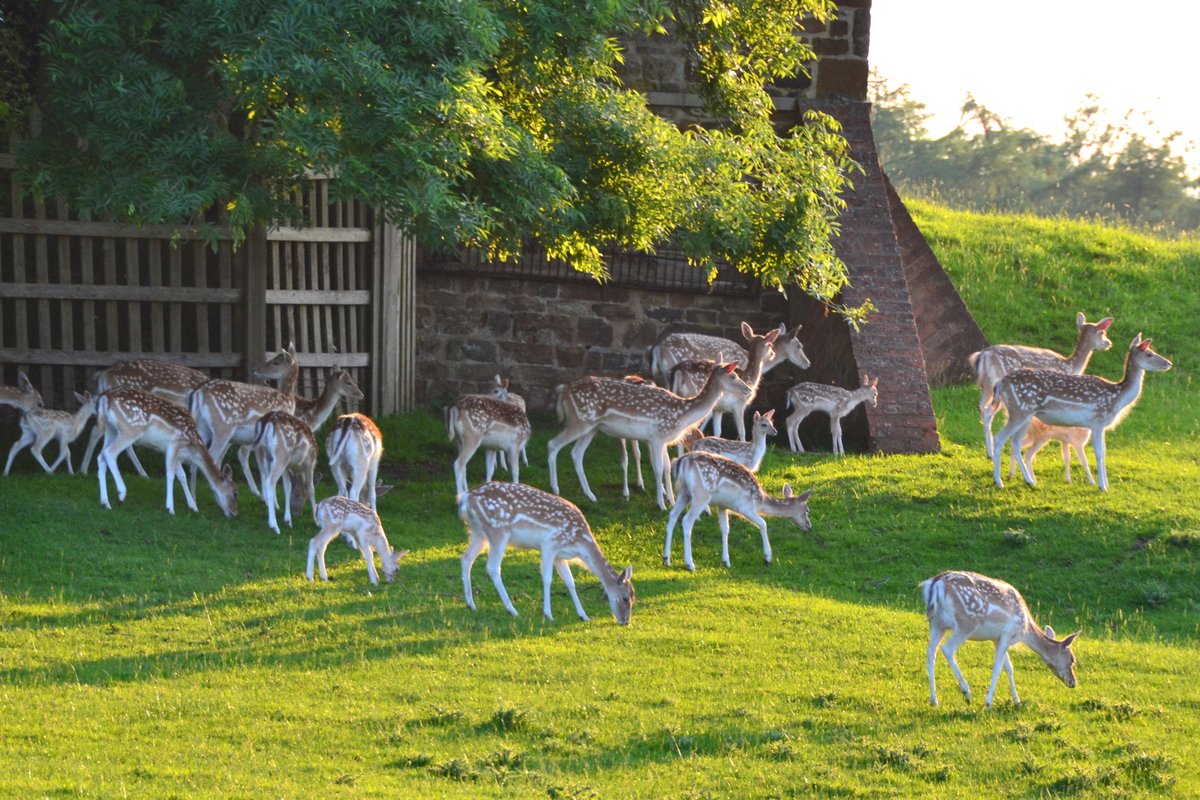 "Fallow deer" by Martin Humphreys at PicturesofEngland.com