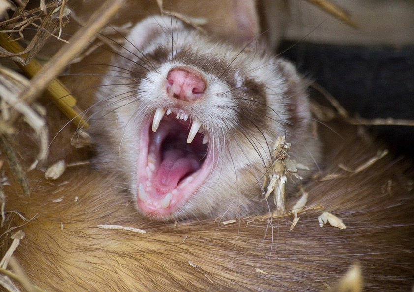 "Ferret at New Forest Wildlife Park" by Steve Elson at ...