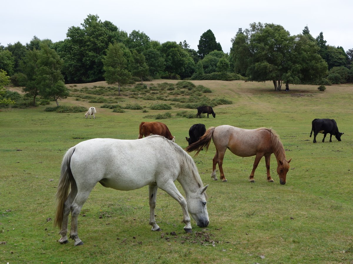 "New Forest ponies" by Victor Naumenko at PicturesofEngland.com