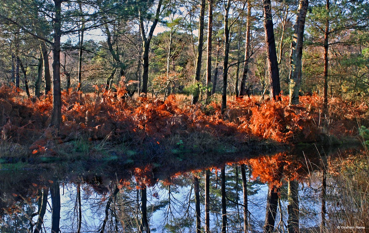 "Arne RSPB Reserve" by Graham Rains at PicturesofEngland.com