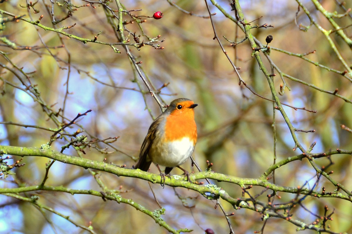 "Winter Robin" by Martin Humphreys at PicturesofEngland.com