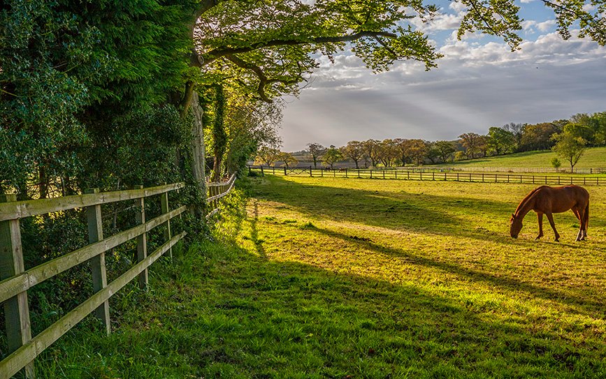"Early morning sun at Boldre, near the town of Lymington" by Steve ...
