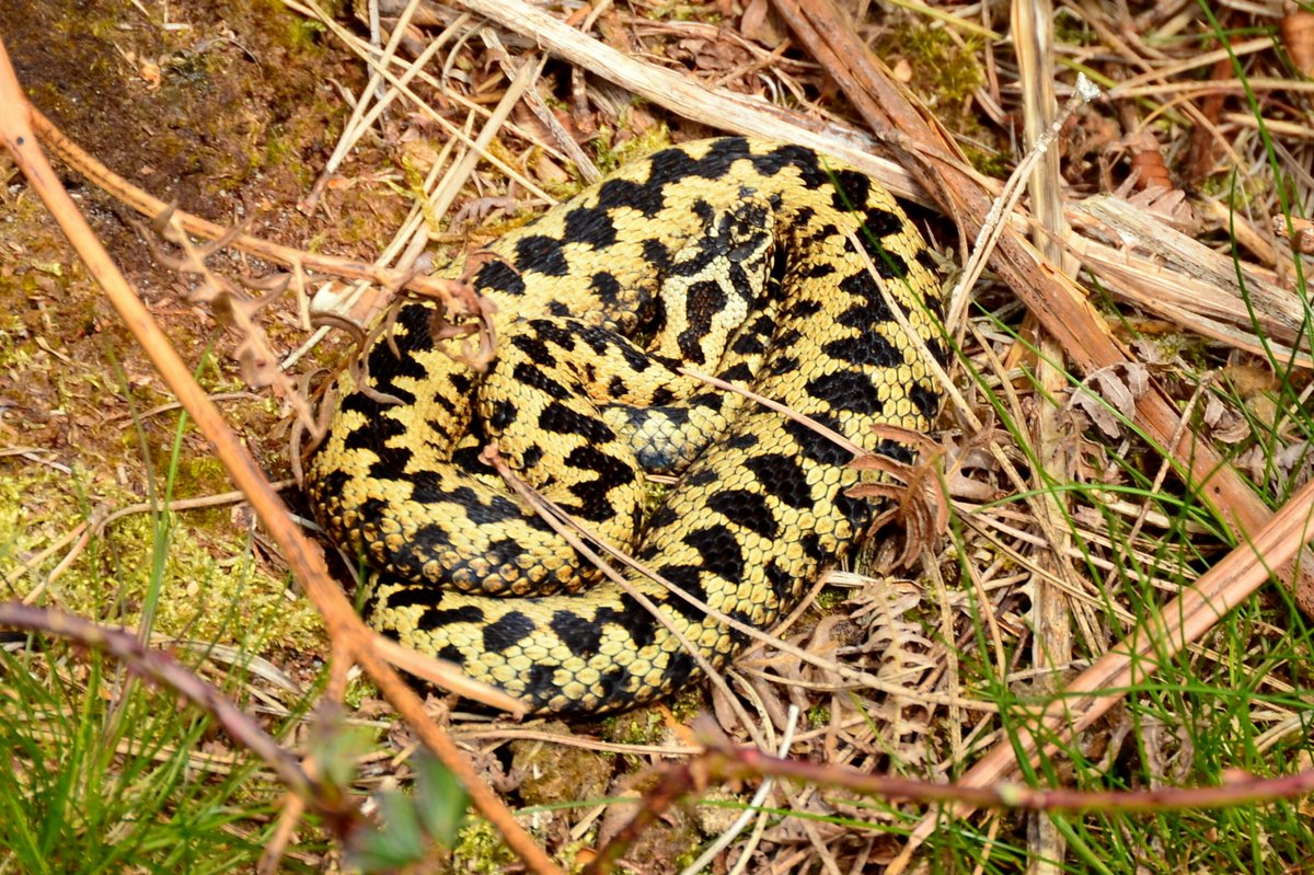 "Basking Adder" by Martin Humphreys at PicturesofEngland.com