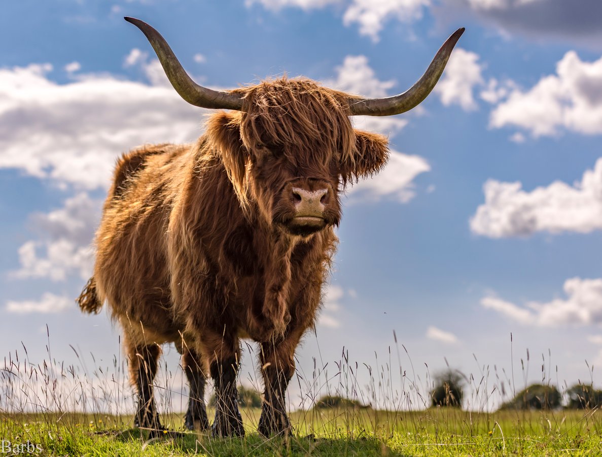 "Minchinhampton Common" by Mike Barby at PicturesofEngland.com