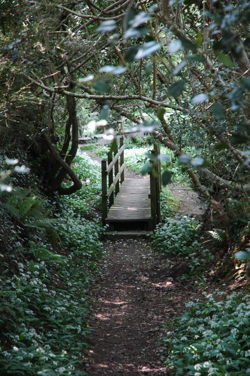 "Along the river Neet in Stratton, Cornwall, England" by Chris Reeves ...