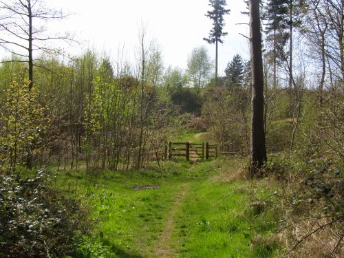 Explore Maulden Wood in Bedfordshire, England | PicturesOfEngland.com