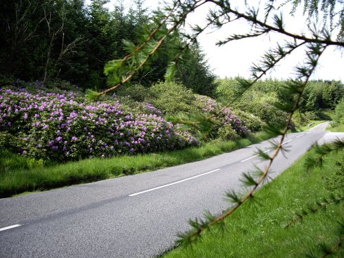 "The Stang Forest" by Lorraine at PicturesofEngland.com