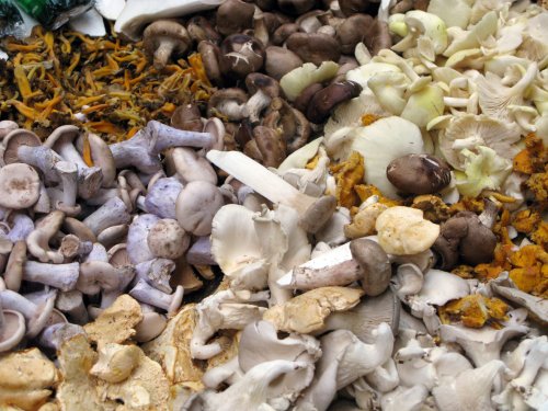 "Mushrooms" by Ted at PicturesofEngland.com