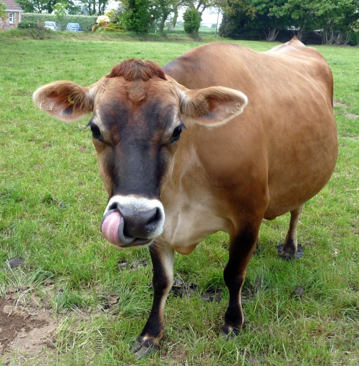 "The Cowlick" by Bpeters at PicturesofEngland.com